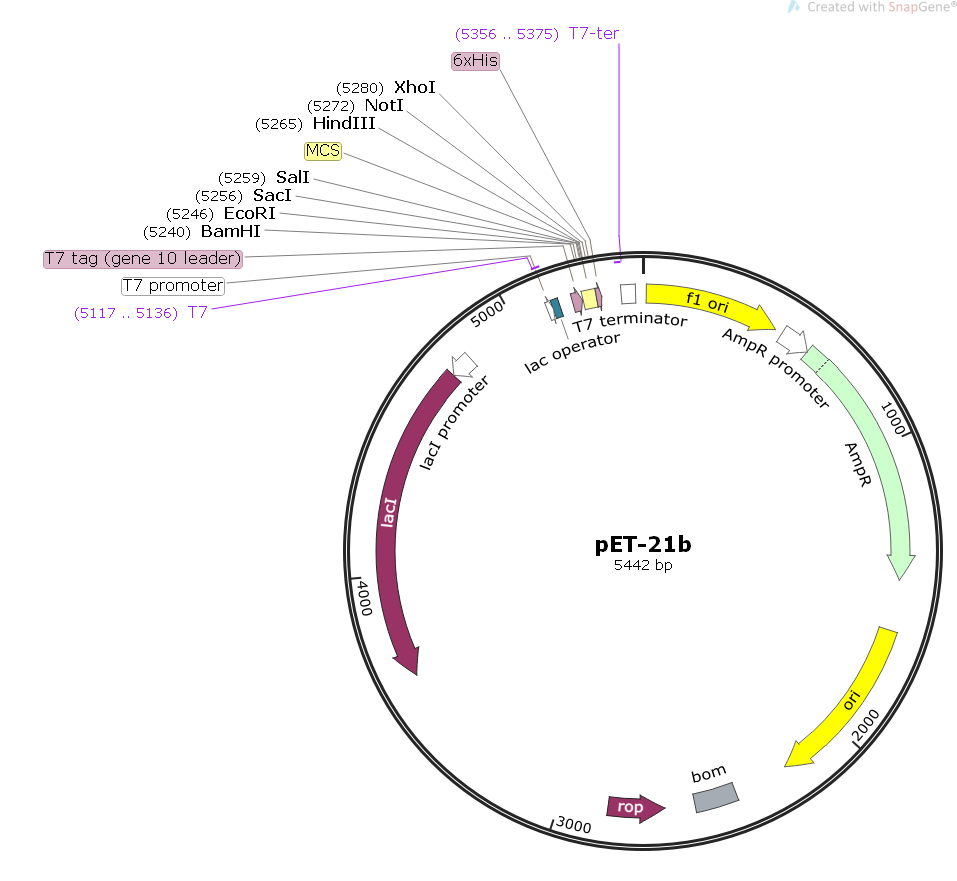 载体构建库-武汉转导生物实验室有限公司