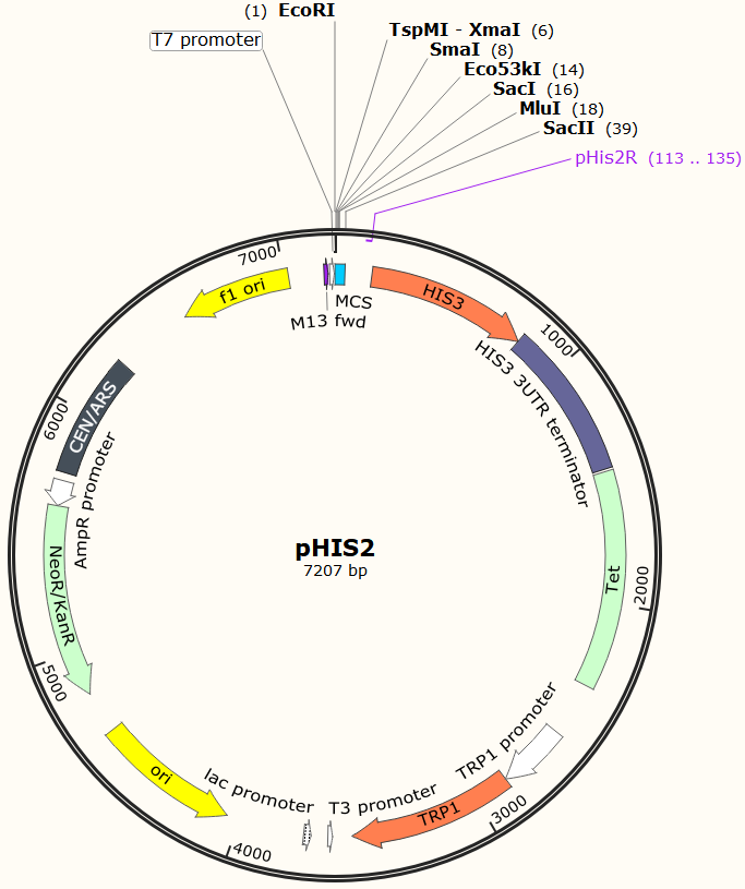 载体构建库-武汉转导生物实验室有限公司
